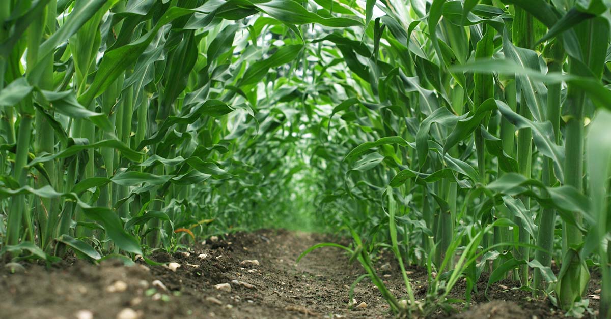 Grow and Harvest bumper maize yield with Fanisi Fertilizer - Chiromo ...