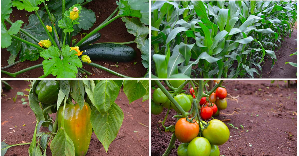Optimizing Crop Performance: Chiromo Fertilizers at the Meru National ...